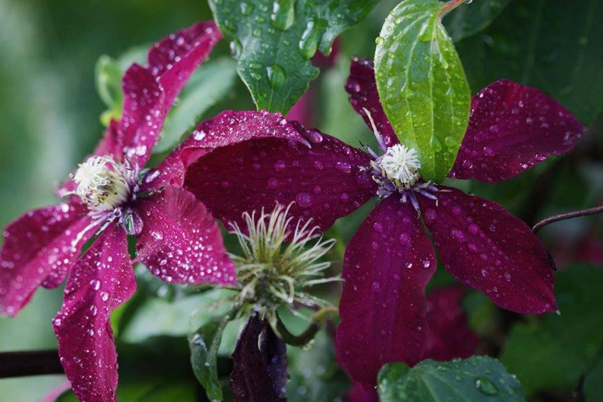 IMG_7324012 – Third Branch Flower