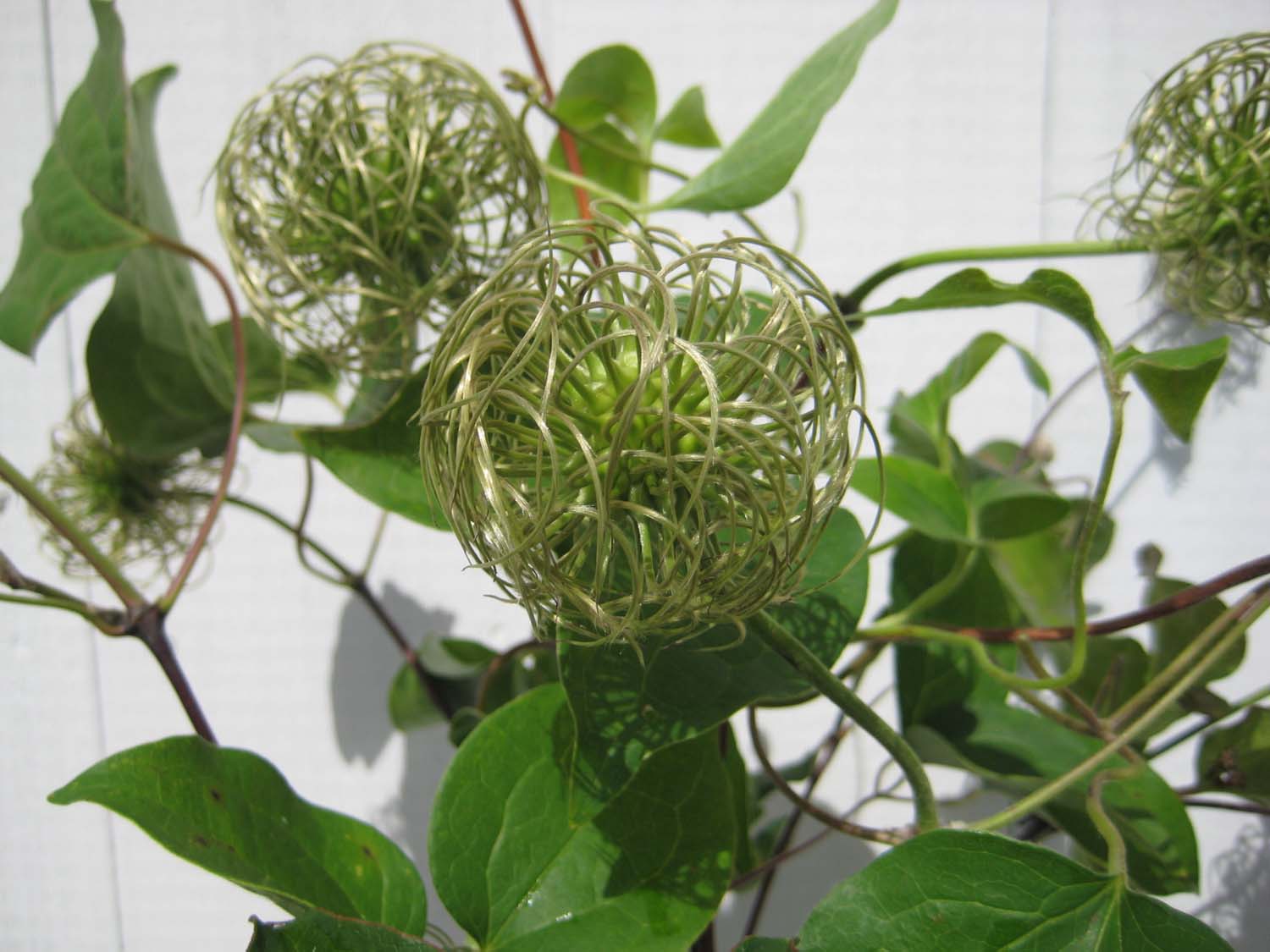 clematis boss004 – Third Branch Flower