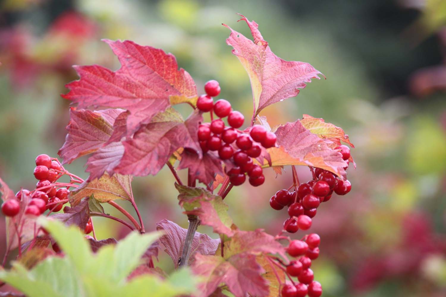 cranberry viburnum with foliage.jpeg007 – Third Branch Flower