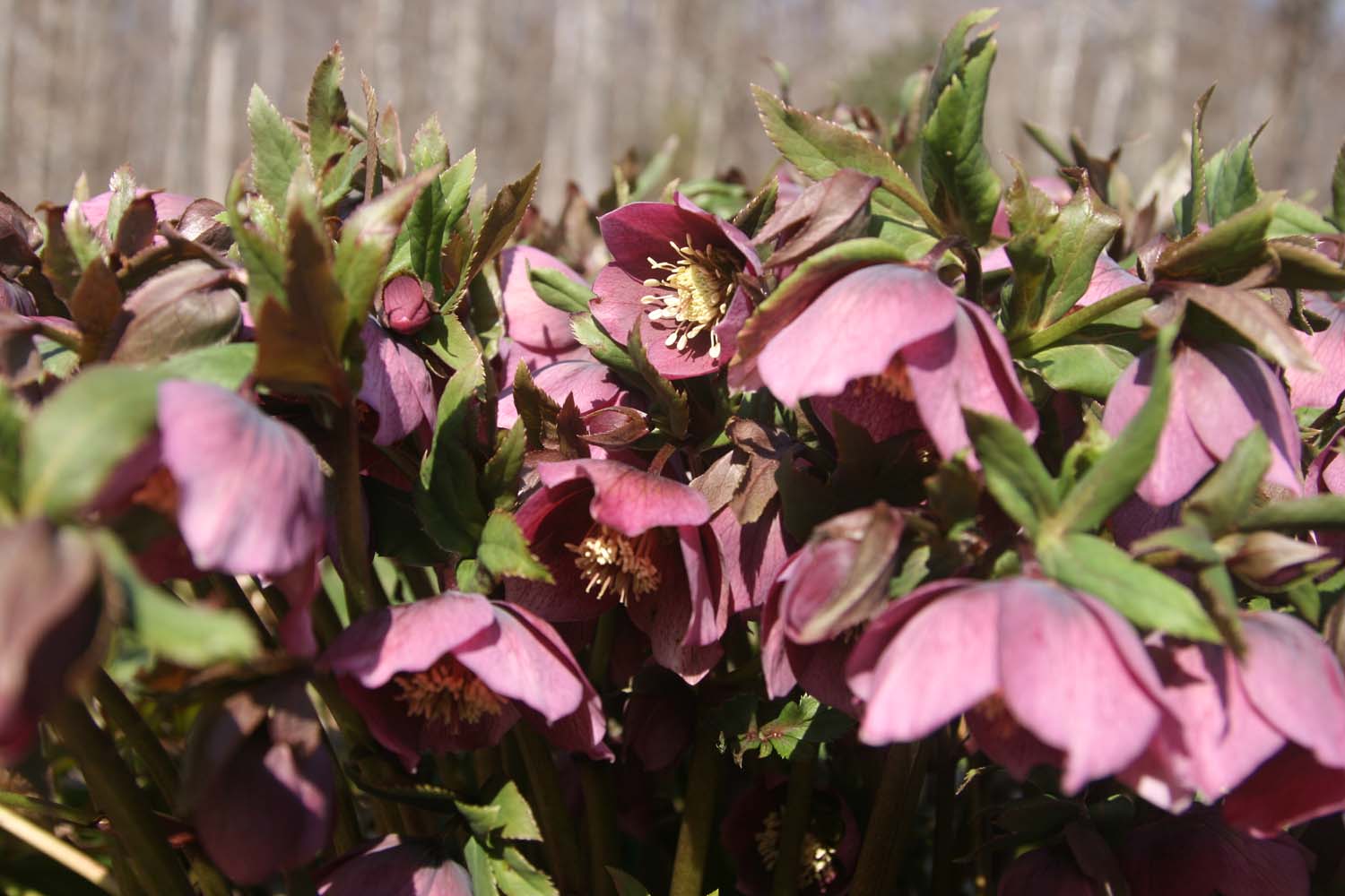 dark pink003 – Third Branch Flower