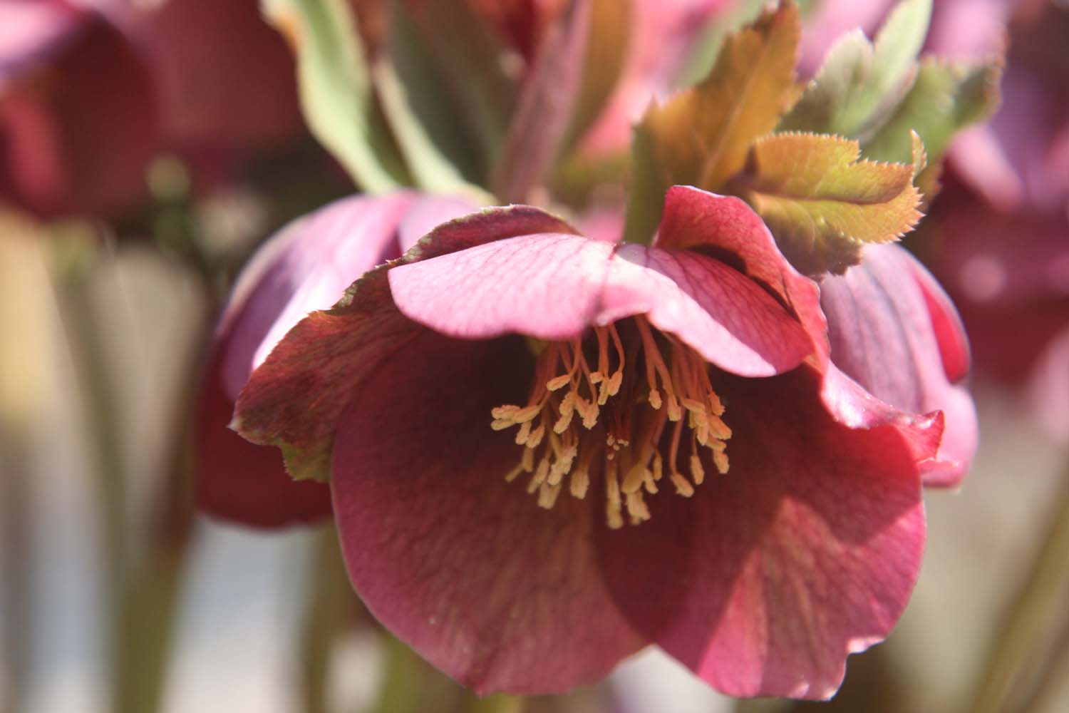 dark pink2004 – Third Branch Flower