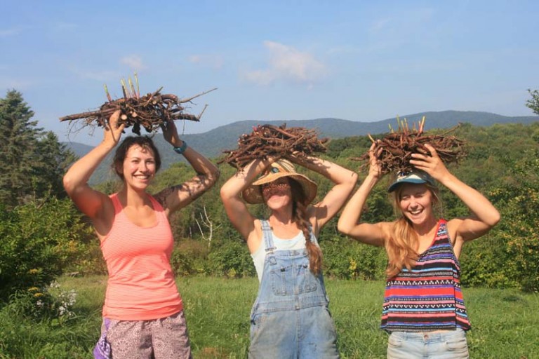 Peony root planting guide – Third Branch Flower