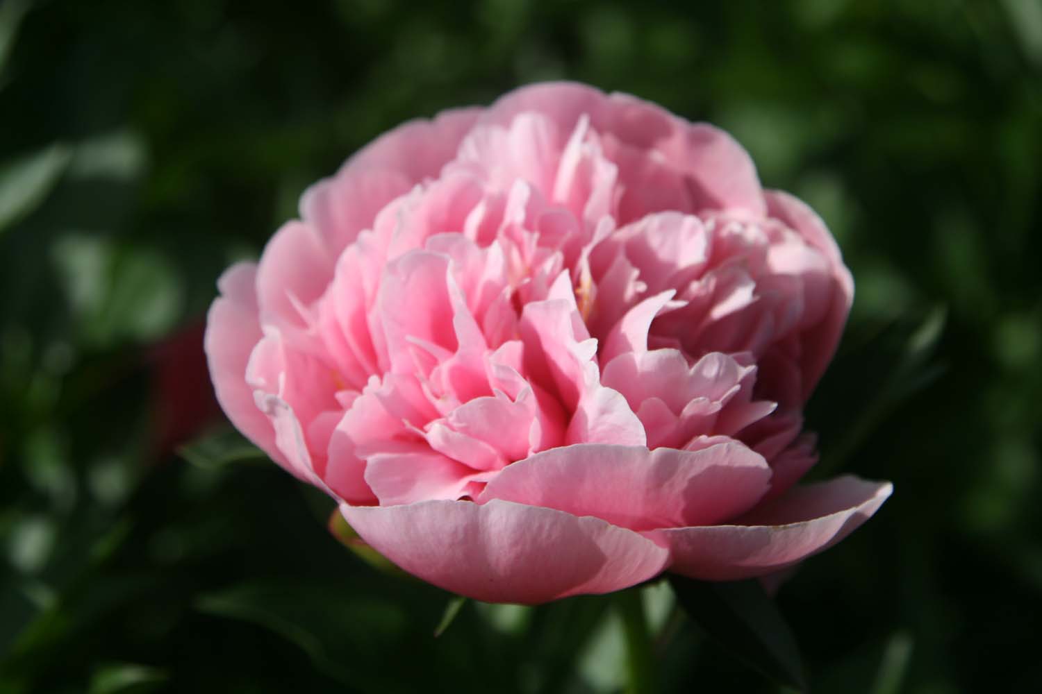 etched salmon2023 – Third Branch Flower