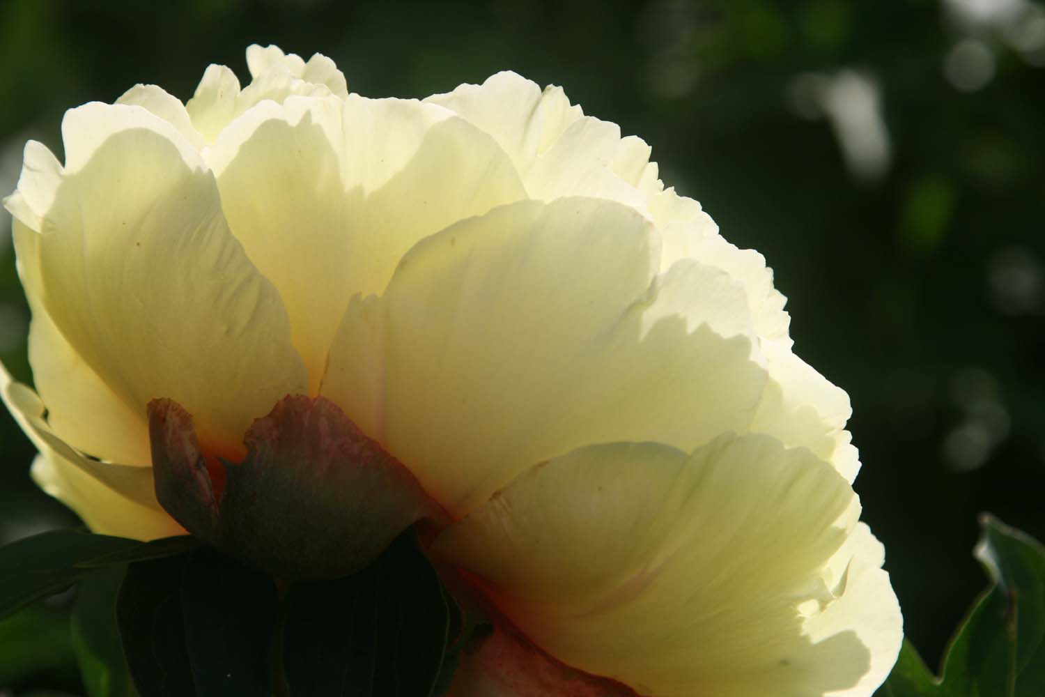 garden treasure025 – Third Branch Flower