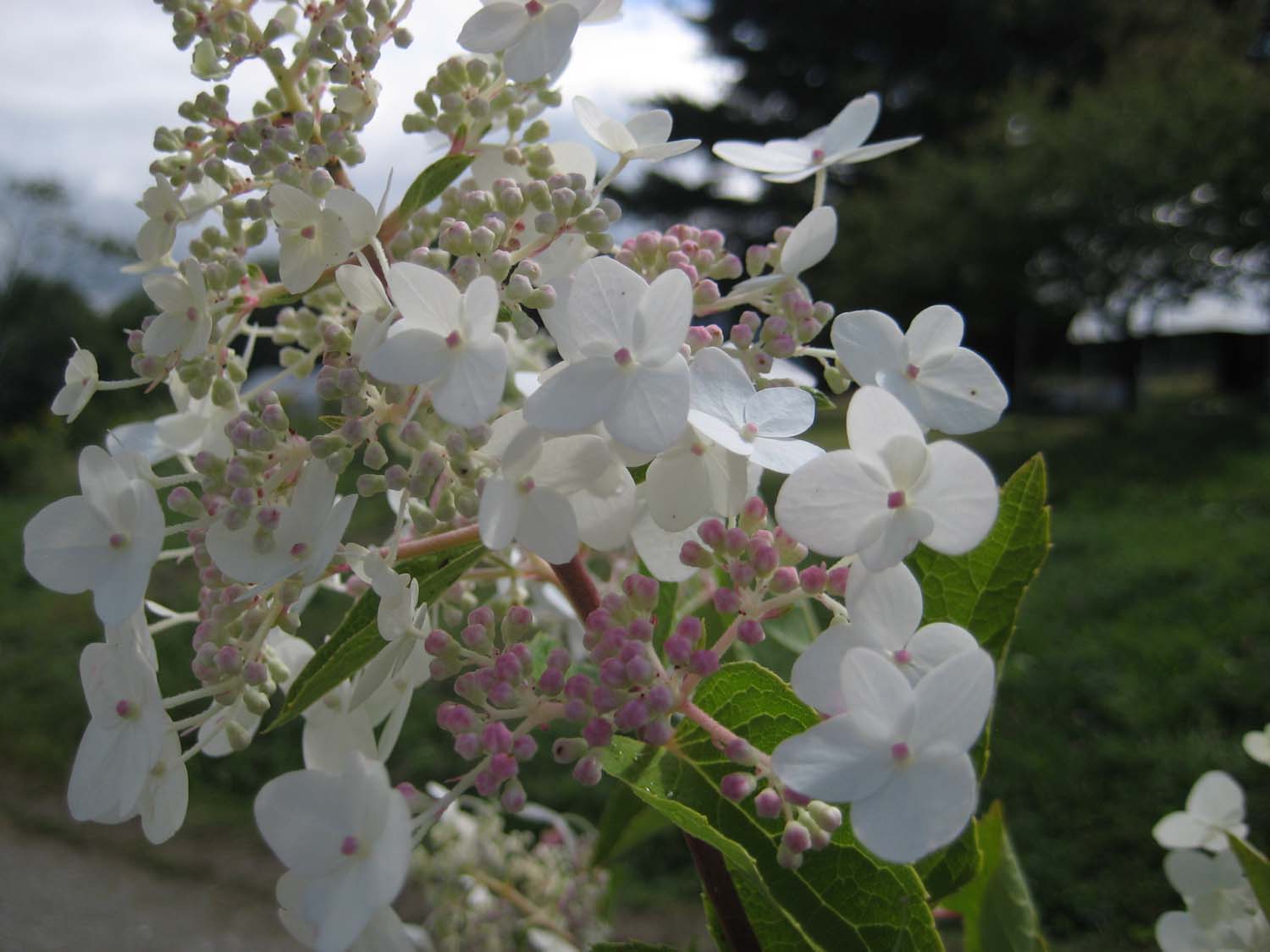 unique008 – Third Branch Flower