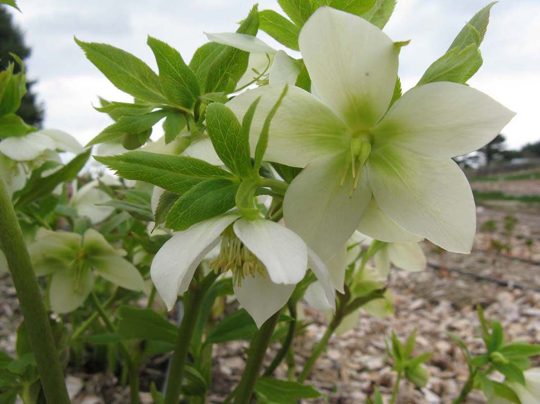 white2014 – Third Branch Flower