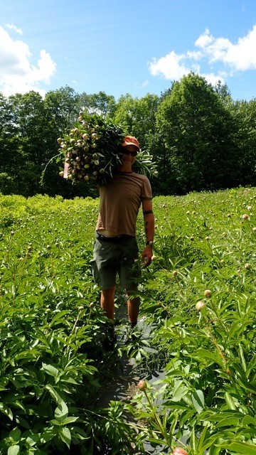 field – Third Branch Flower